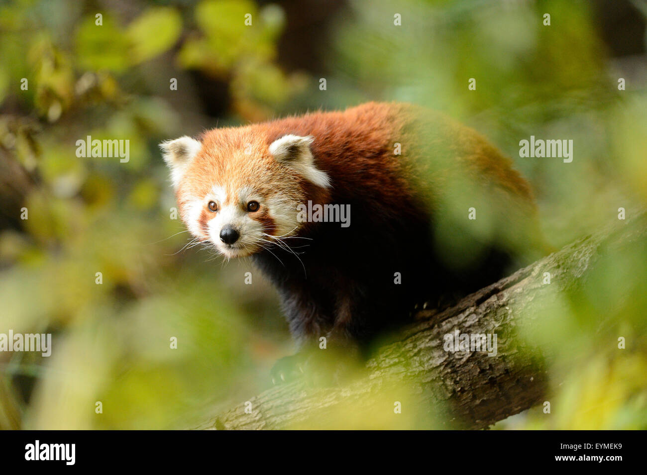 lesser panda, Ailurus fulgens, branch, side view, sitting Stock Photo ...