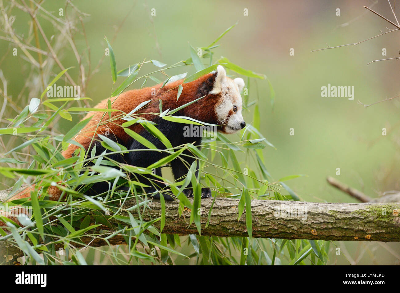Small panda, Ailurus fulgens, branch, side view, sit Stock Photo - Alamy