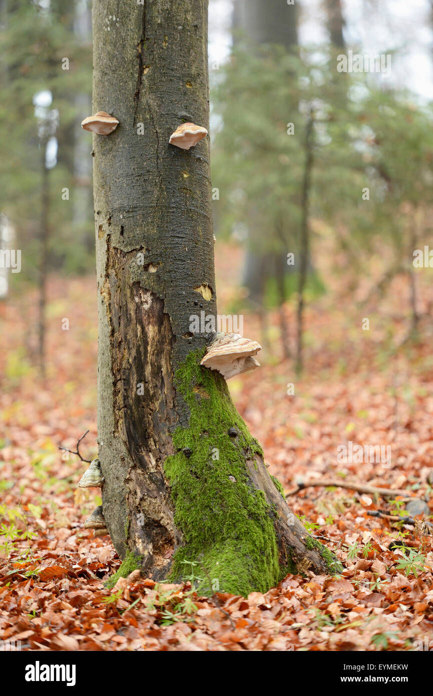 Tinder sponge (Fomes fomentarius), trunk, copper beech, Fagus sylvatica ...