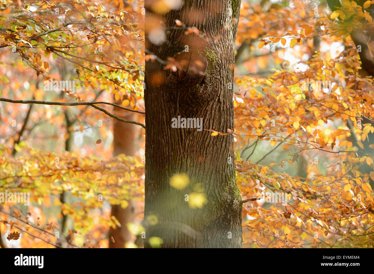 Handle oak, Quercus robur, Quercus pedunculata, trunk, detail, autumn ...