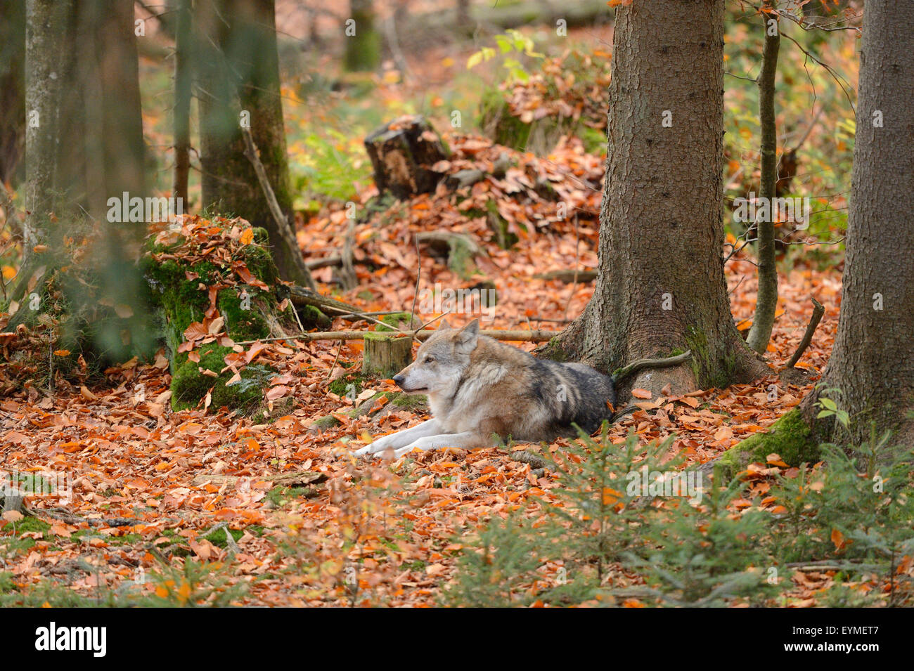 wolf, Canis lupus, side view, lying Stock Photo - Alamy