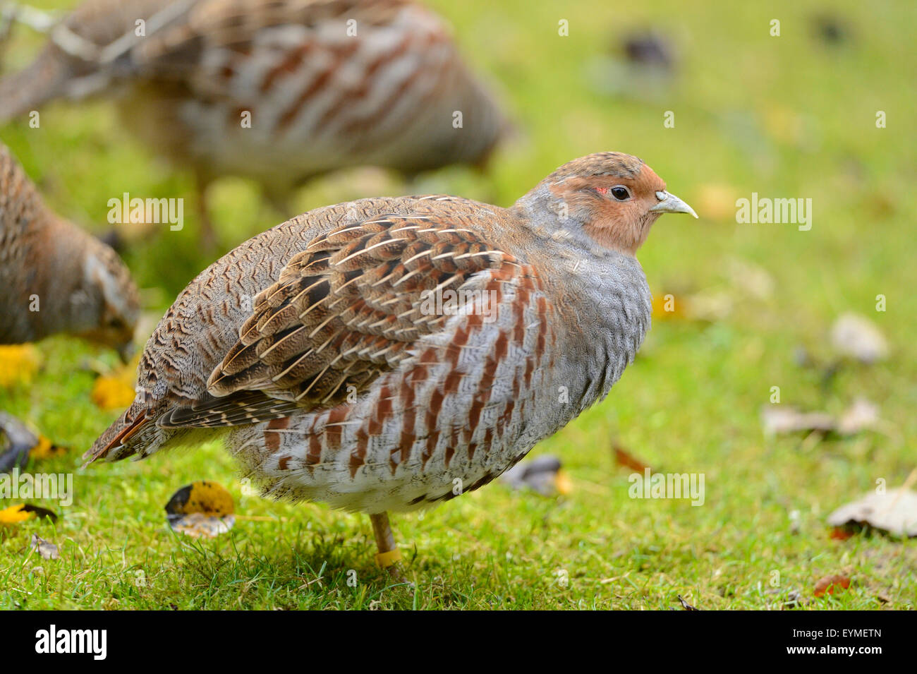Partridge, Perdix perdix, meadow, side view, stand Stock Photo - Alamy