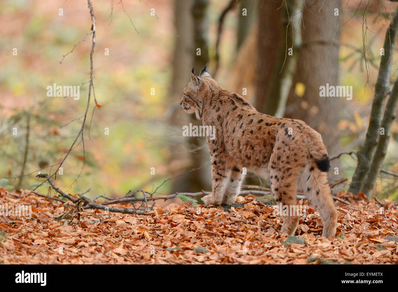 Eurasian lynx, Lynx lynx, side view, standing Stock Photo - Alamy