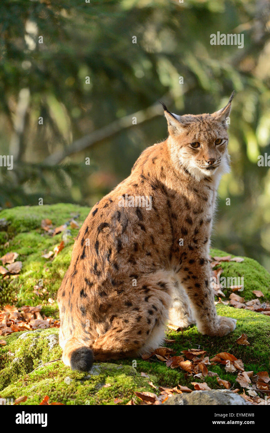 Eurasian lynx, Lynx lynx, side view, sitting, looking at camera Stock ...