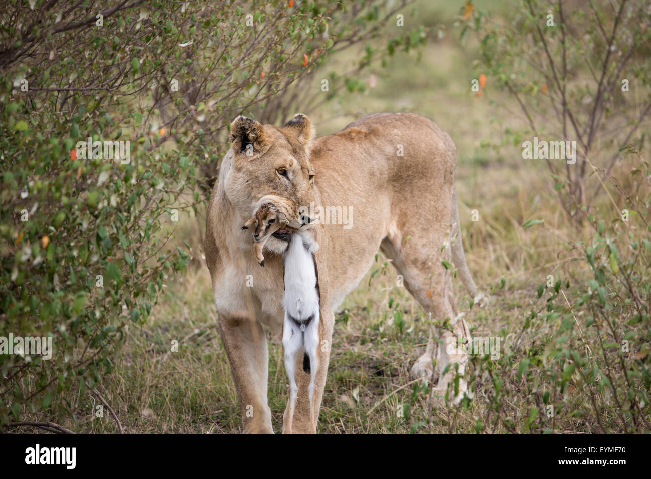 Lion hunt gazelle hi-res stock photography and images - Alamy