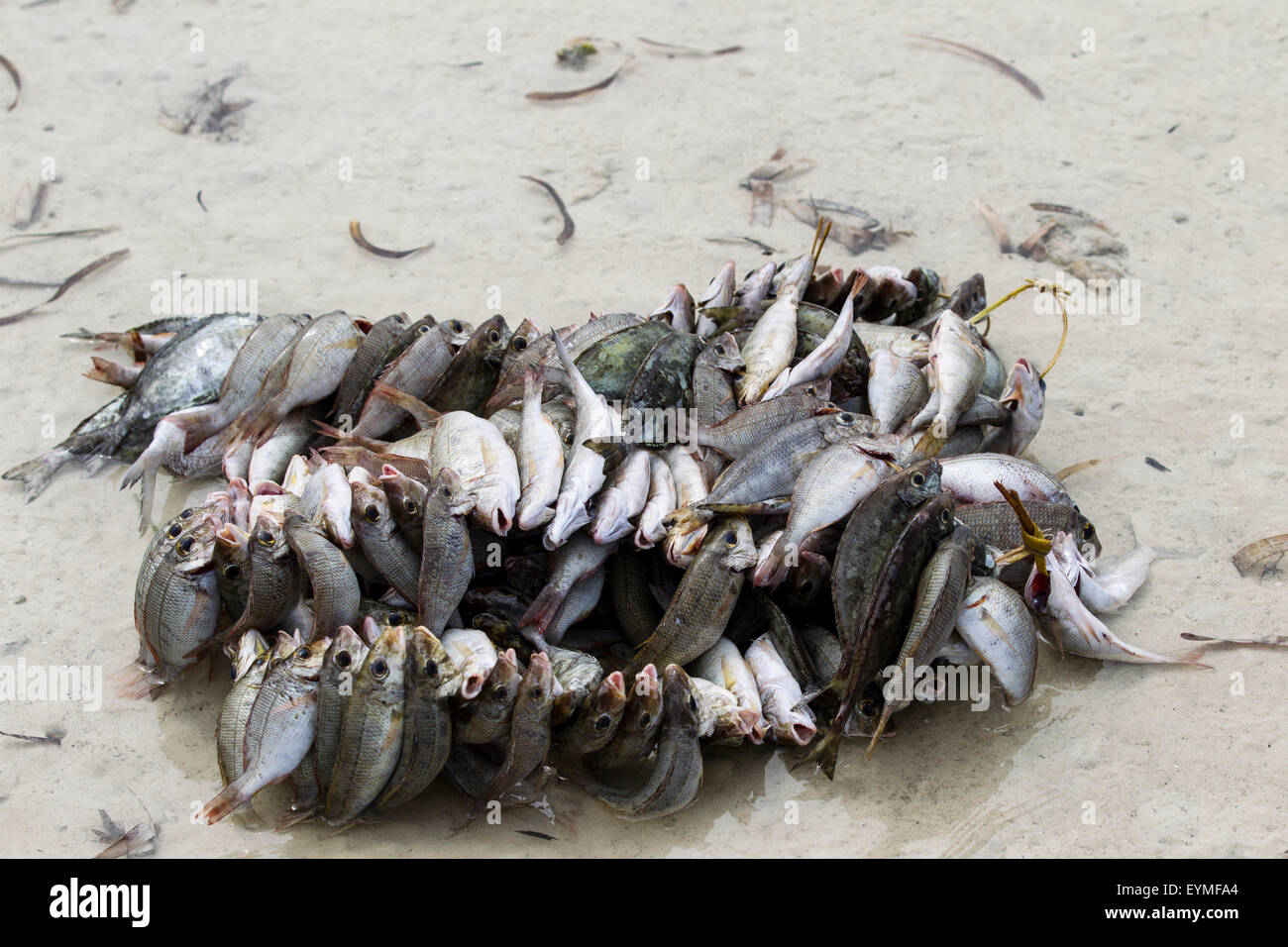 Tanzania, Zanzibar, Zanzibar City, historical centre Stone Town, fish ...