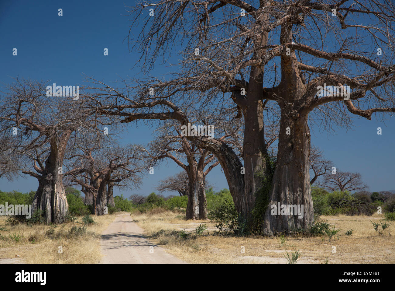 Tanzania, Ruaha National Park, Baobab tree, baobab Stock Photo - Alamy