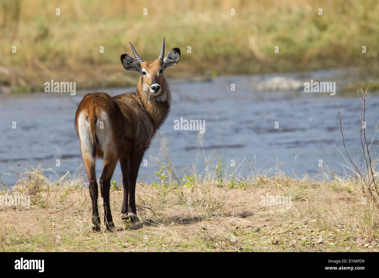 Tanzania, Ruaha National Park, Ruaha River, waterbuck Stock Photo - Alamy