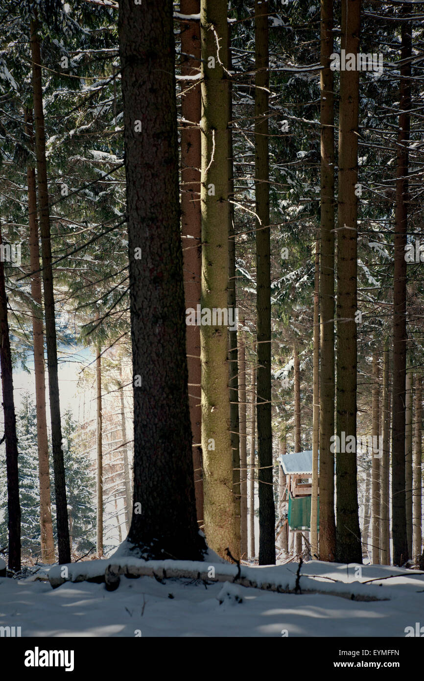 Wood, trees, snow, winter Stock Photo - Alamy