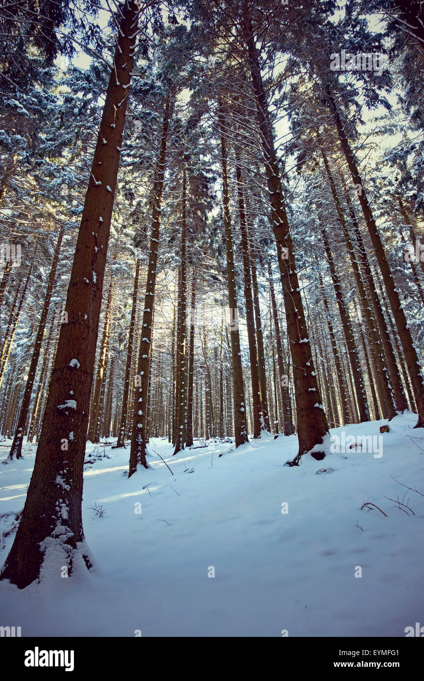 Wood, slope, trees, snow, winter Stock Photo - Alamy