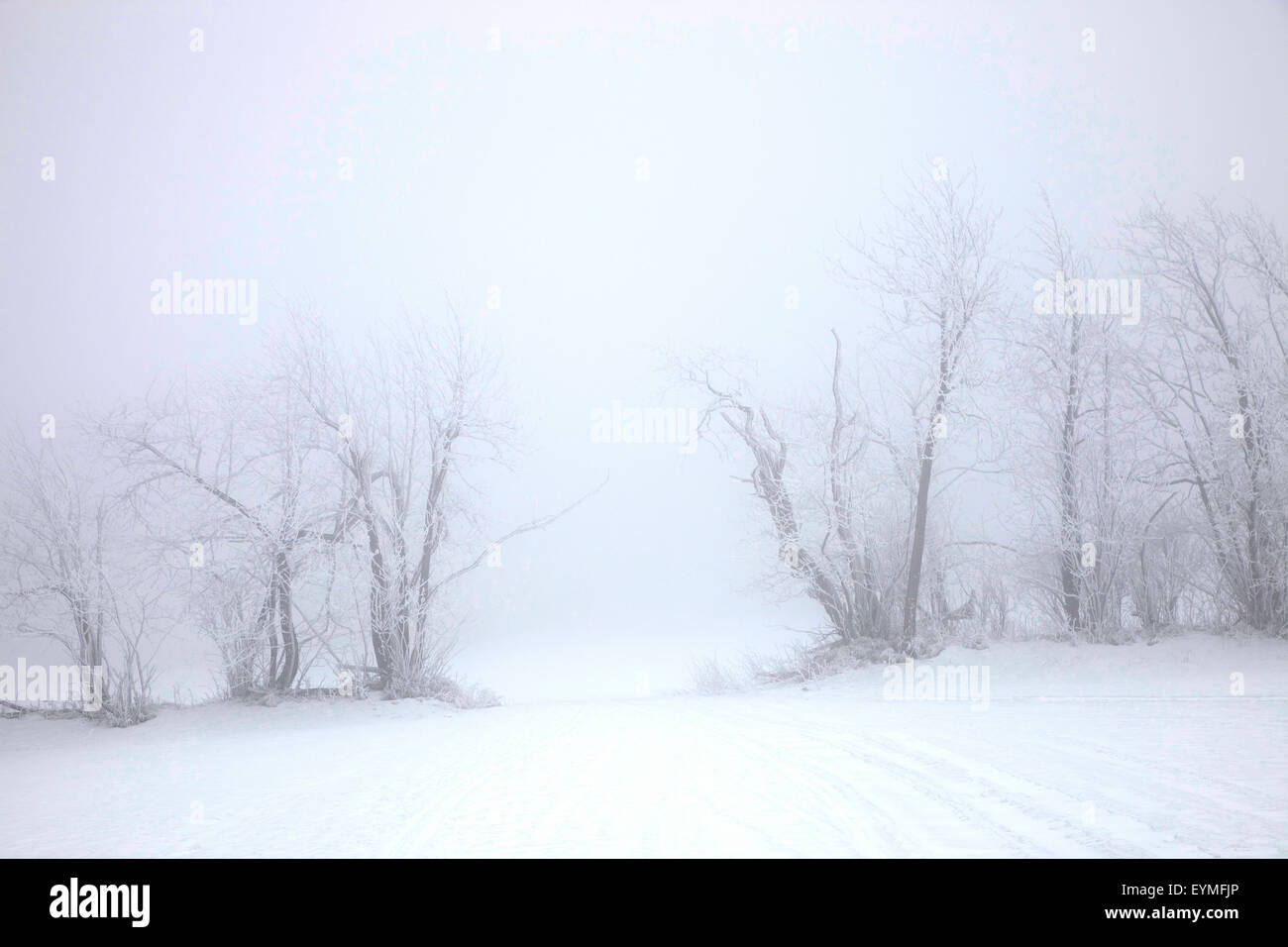 Trees, snow, winter, scenery Stock Photo - Alamy