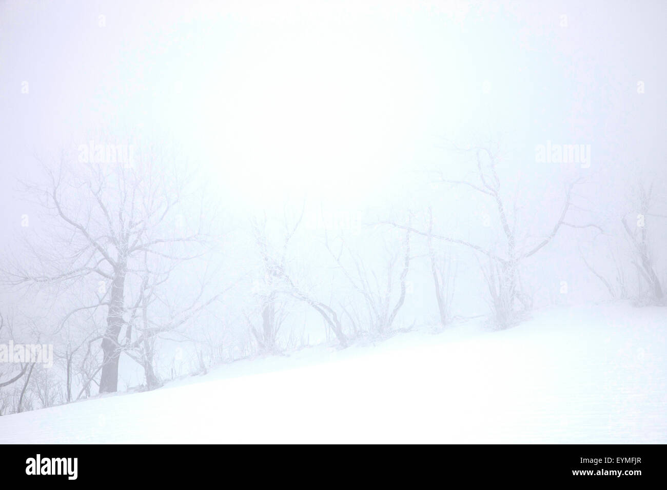 Trees, snow, winter, scenery Stock Photo - Alamy
