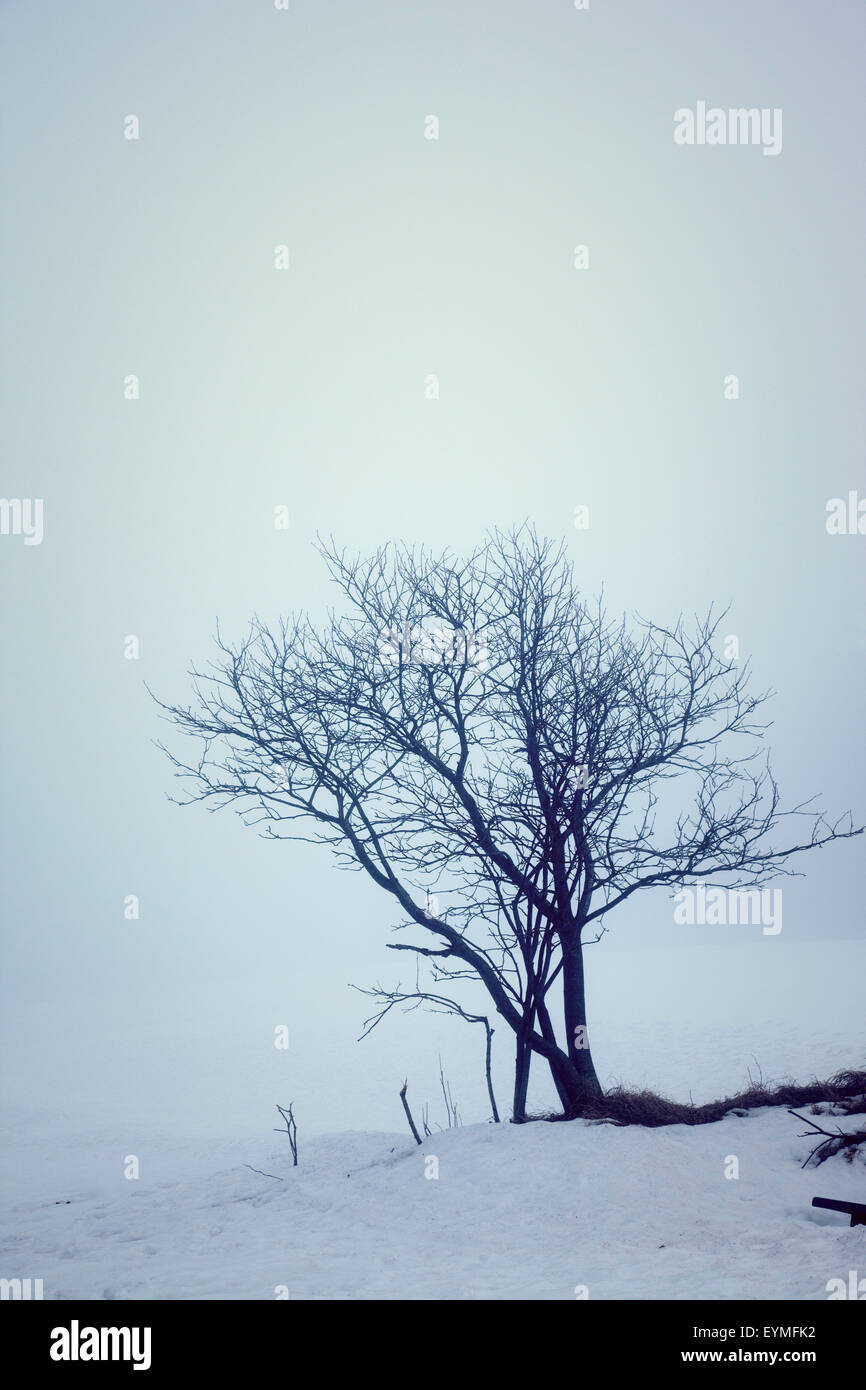 Tree, snow, winter, scenery Stock Photo - Alamy