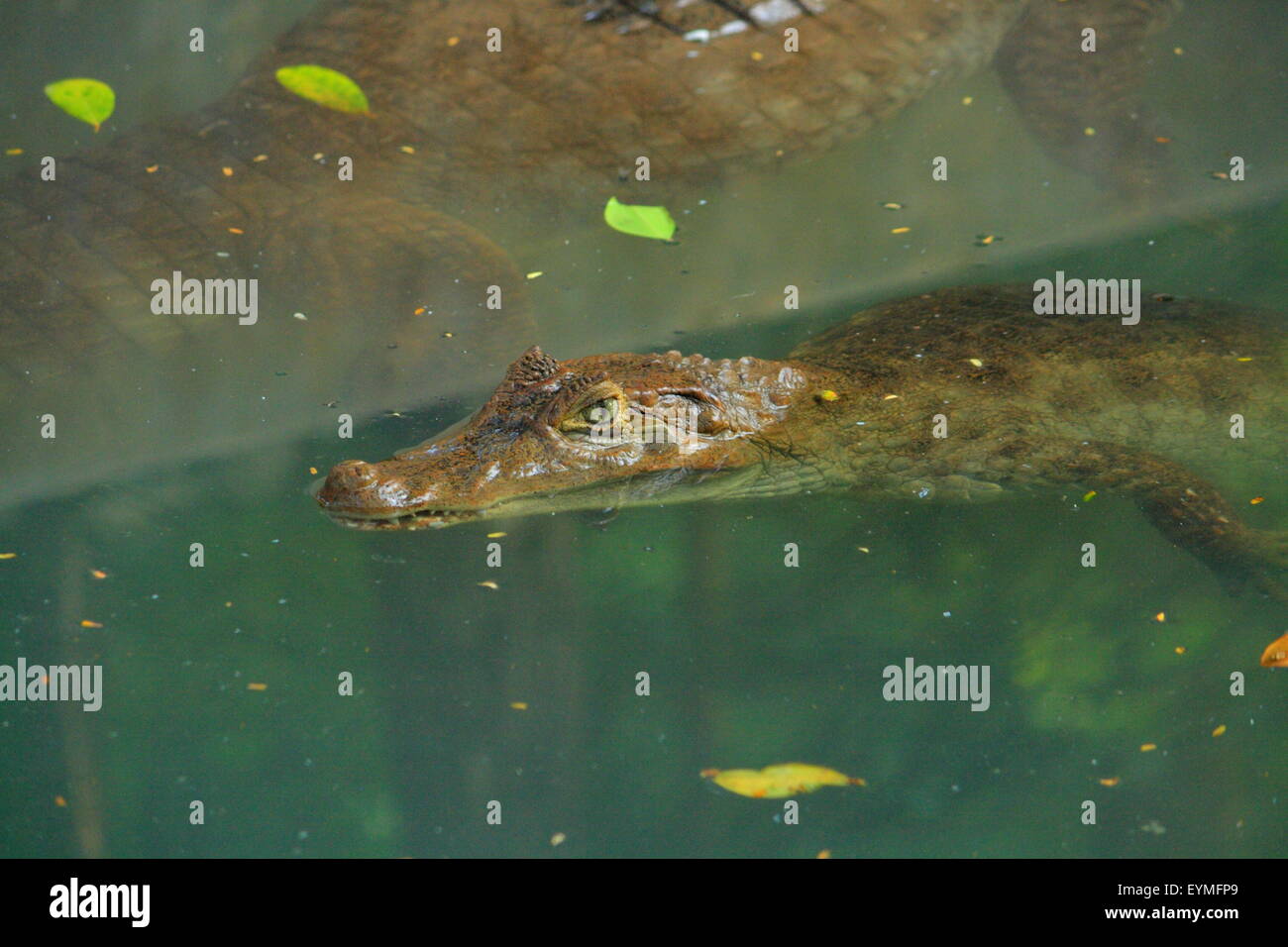 Indian crocodiles hi-res stock photography and images - Alamy