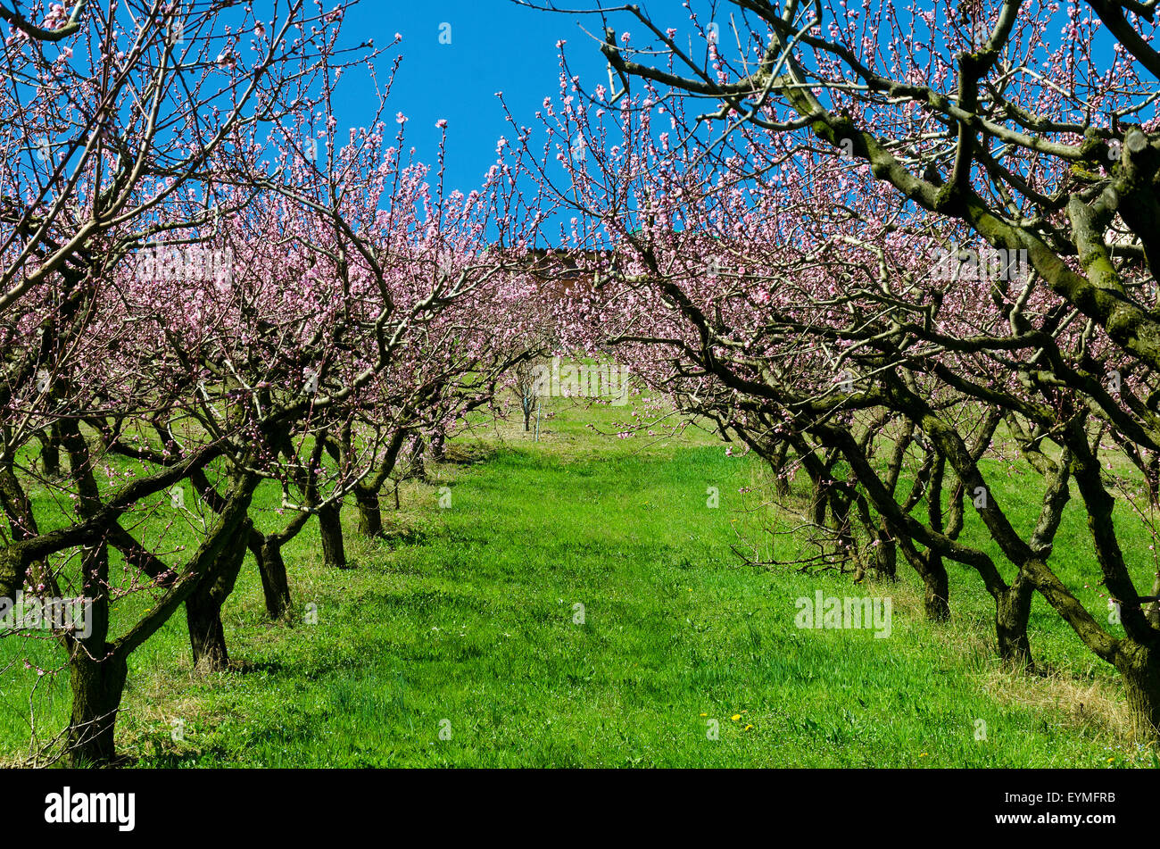 Italy, Piedmont, Roero, peach trees in blossom Stock Photo - Alamy
