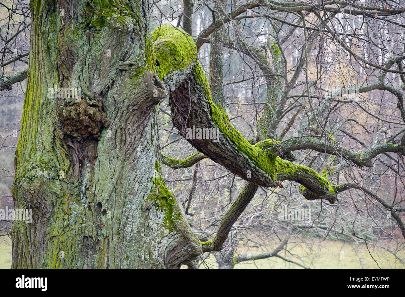 limetree in detail Stock Photo - Alamy