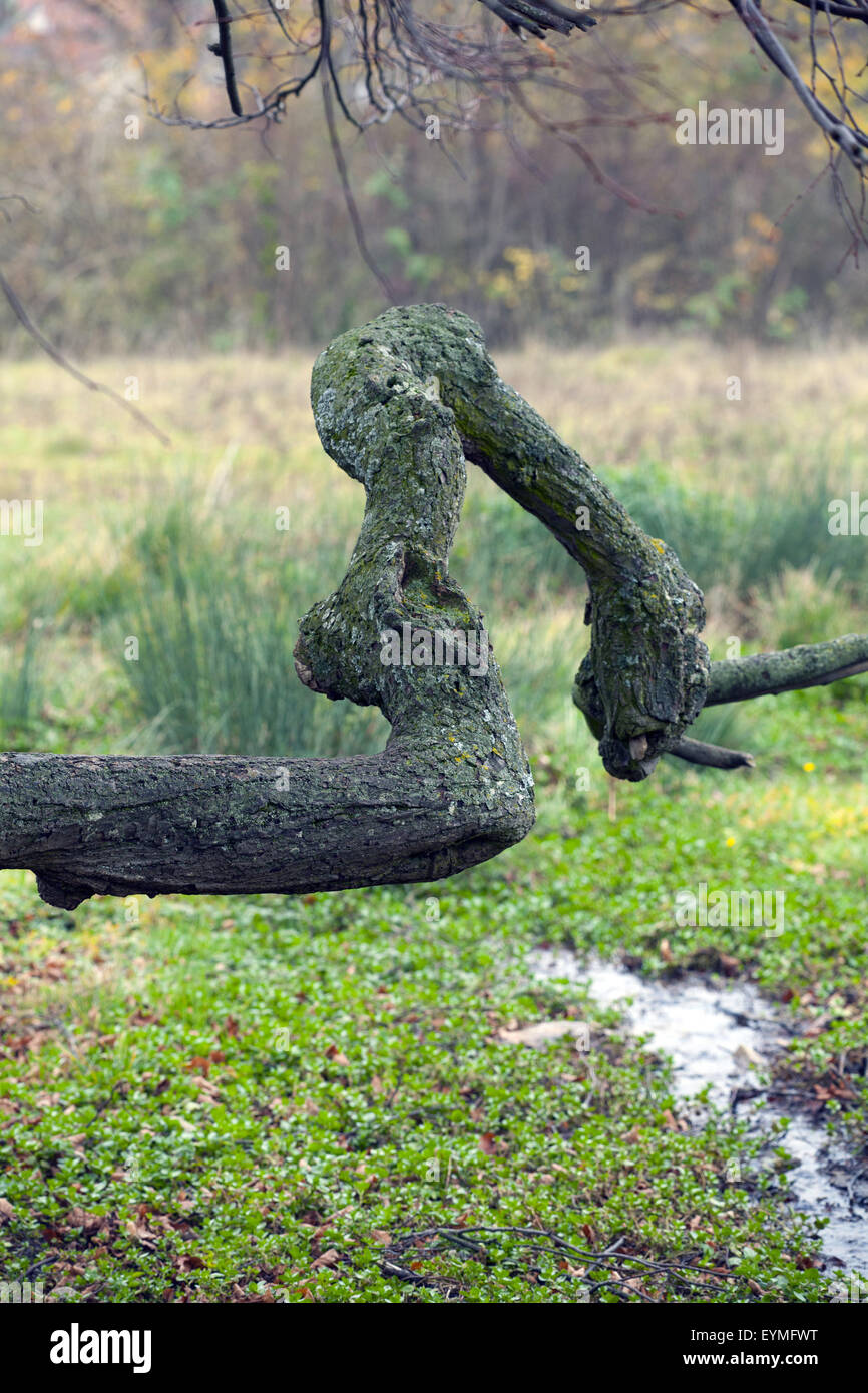 Crooked tree branch hi-res stock photography and images - Alamy