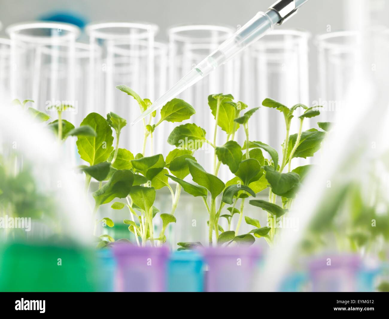 PROPERTY RELEASED. Scientist experimenting with plants during an ...