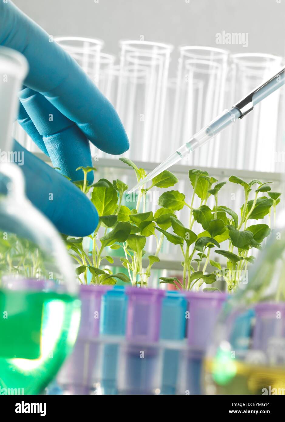 PROPERTY RELEASED. Scientist experimenting with plants during an ...