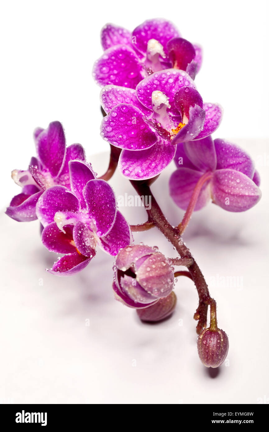 Violet Orchid High Resolution Stock Photography and Images - Alamy