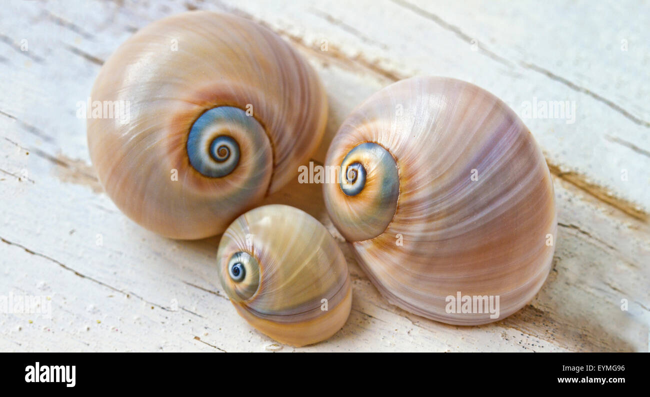 Colorful sea snails on wood Stock Photo - Alamy