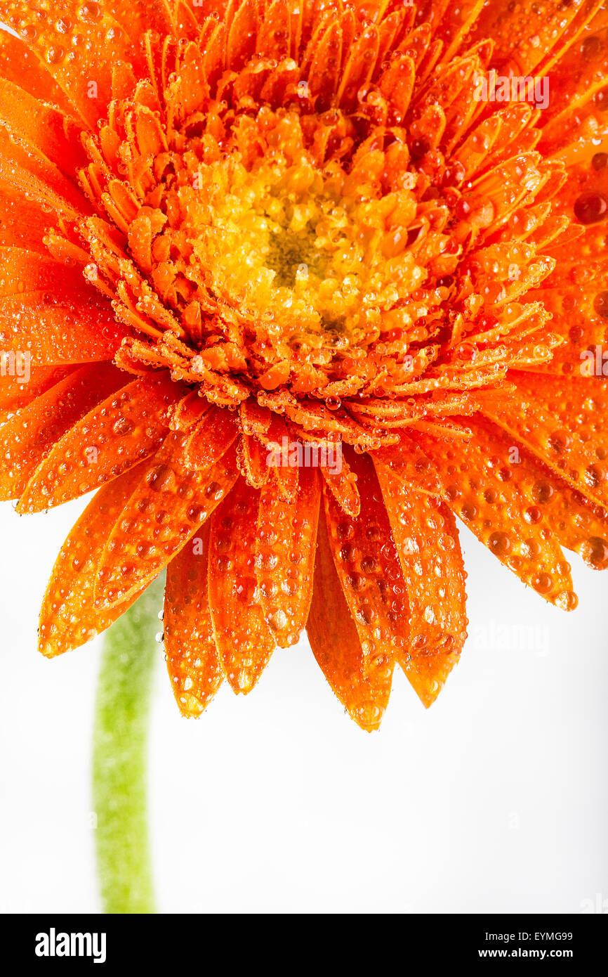 Bright orange gerbera head hi-res stock photography and images - Alamy
