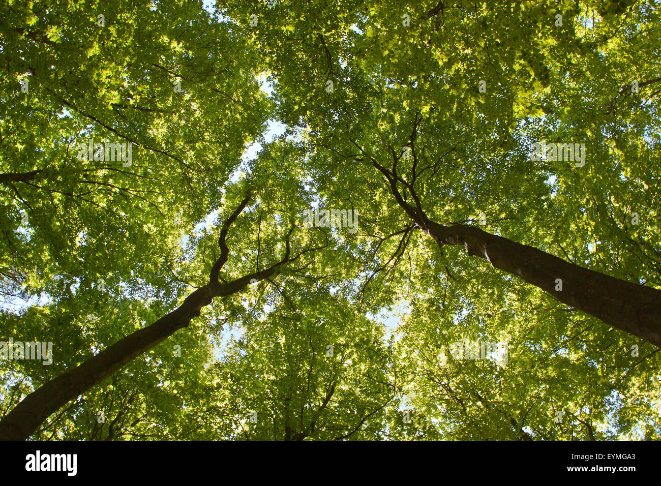 Wood, tree tops, leaf canopy Stock Photo - Alamy