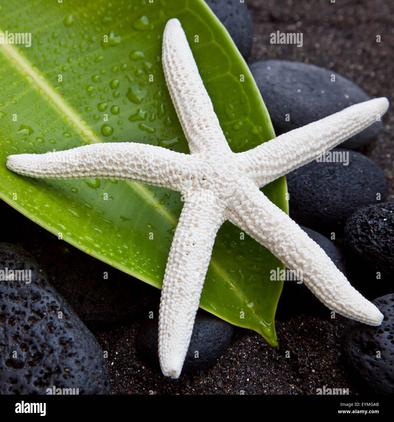 White starfish hi-res stock photography and images - Alamy