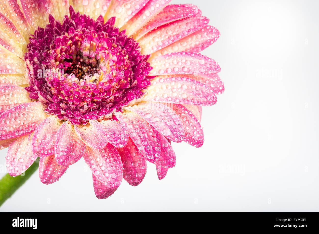 Gerbera in rose Stock Photo - Alamy