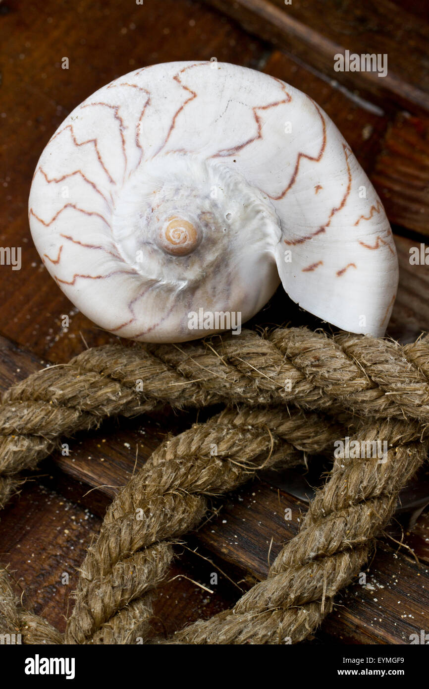 Conch in water hi-res stock photography and images - Alamy