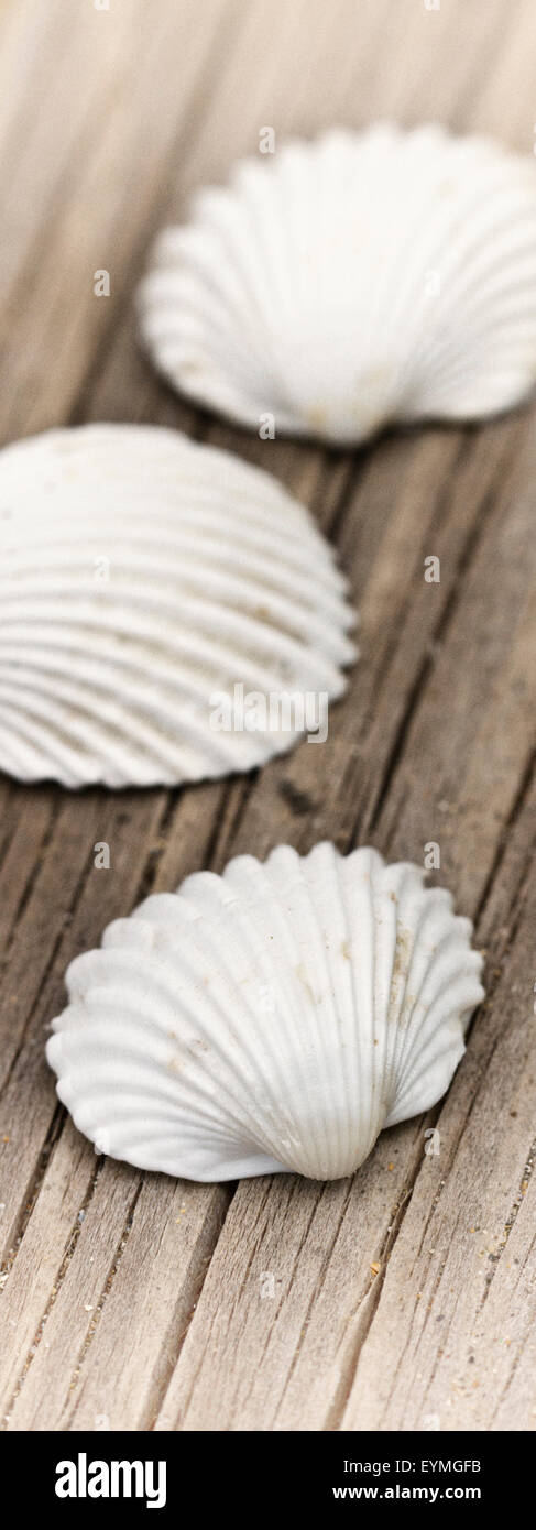 Conches hi-res stock photography and images - Alamy