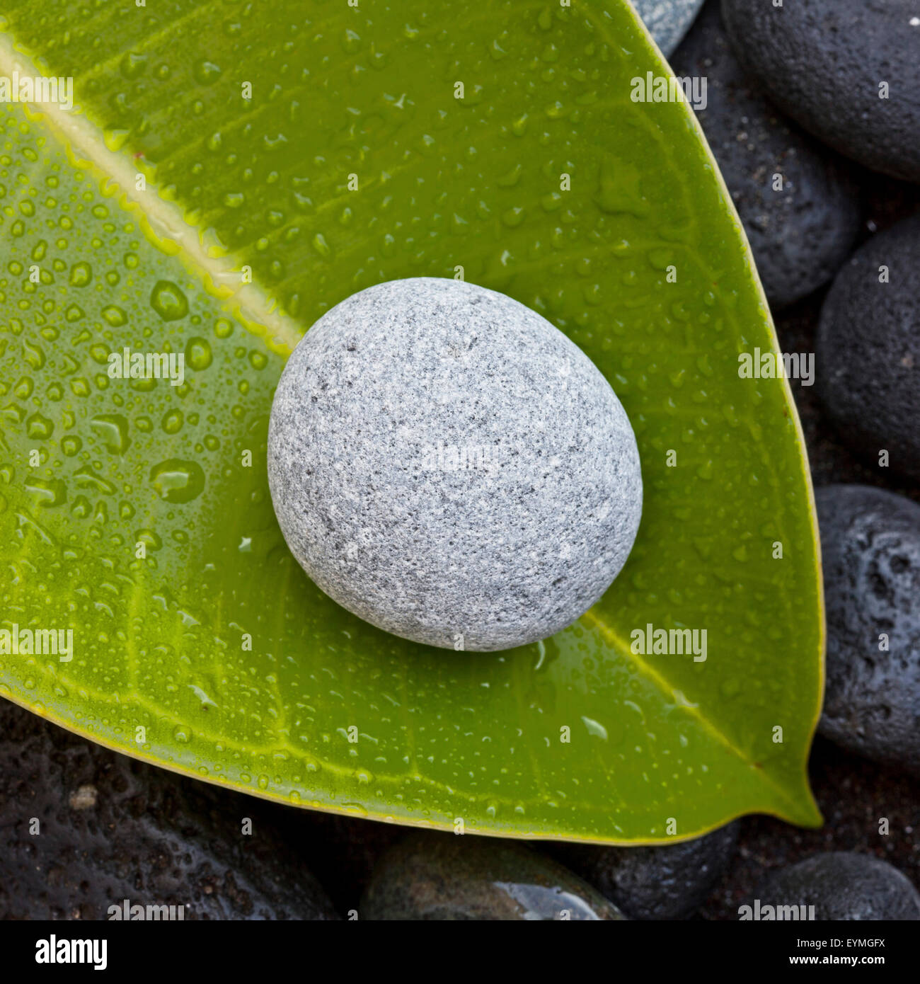 Pebble stone on green leaf Stock Photo - Alamy