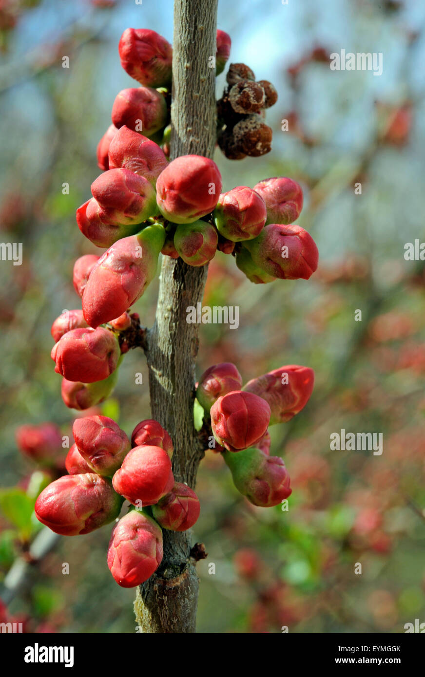 Japan quince spring flower hi-res stock photography and images - Alamy