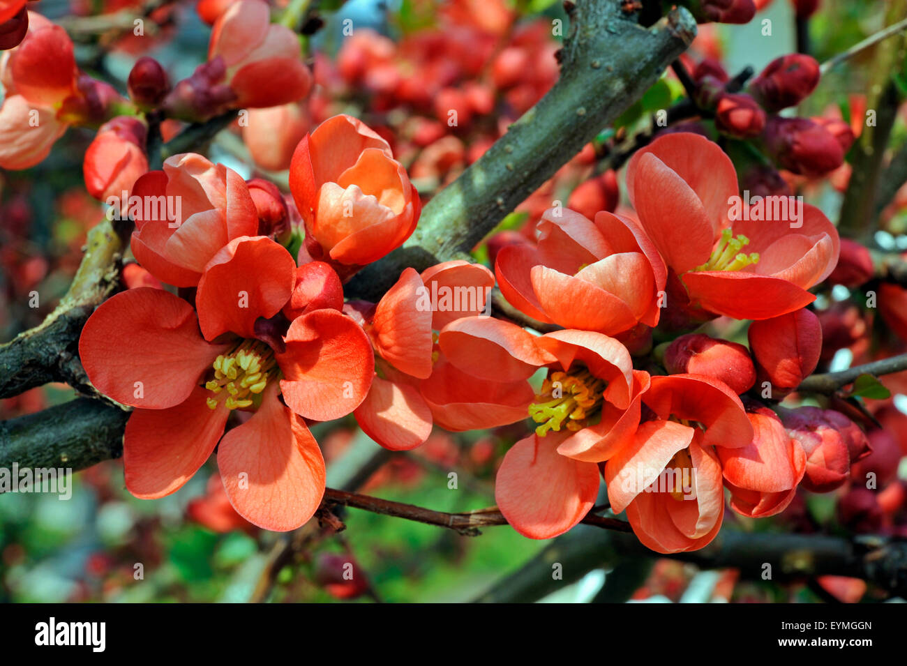 False quince hi-res stock photography and images - Alamy