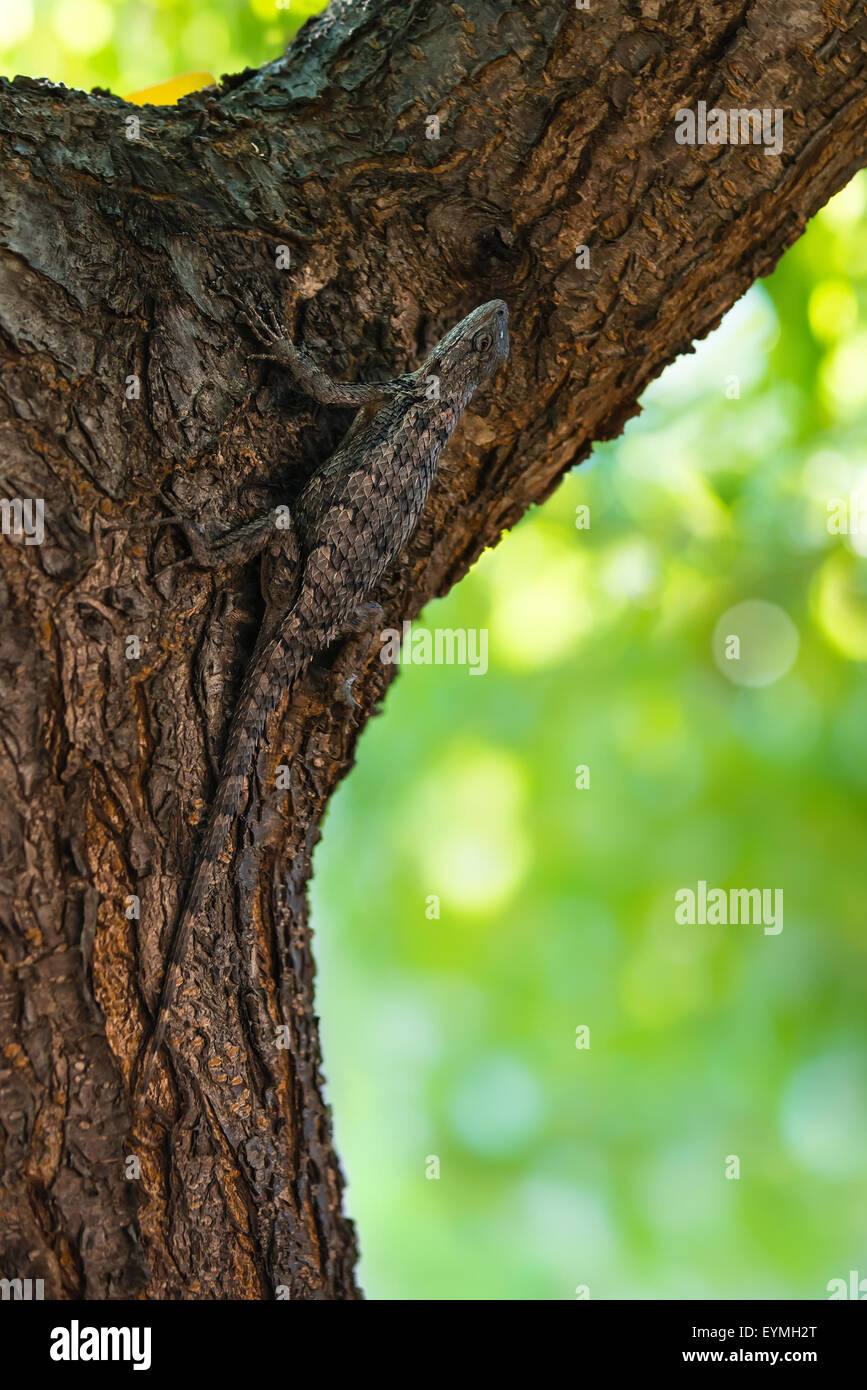 Spiny tree hi-res stock photography and images - Alamy