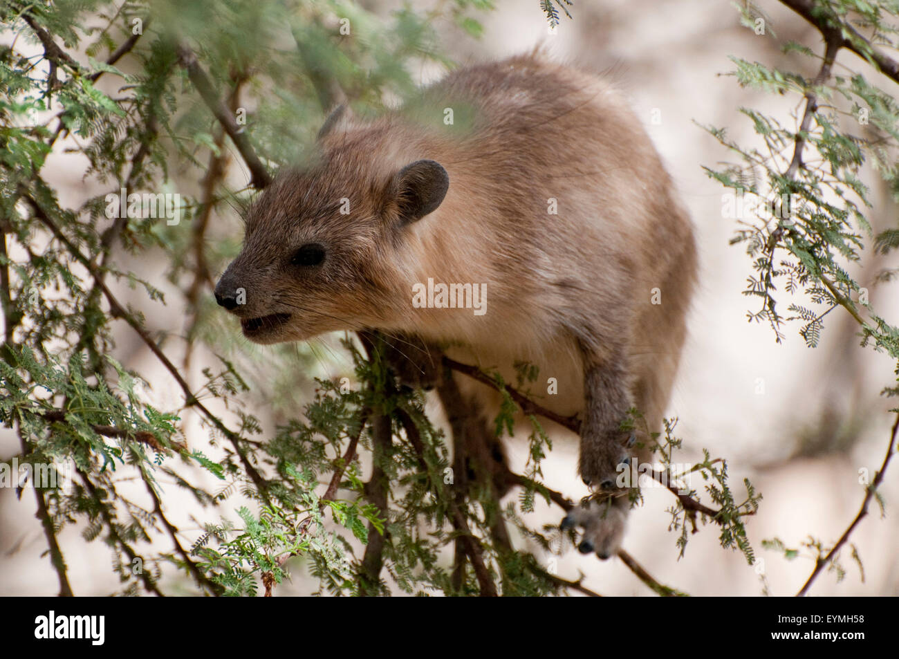 rock hyrax, En Gedi Nature Reserve, Dead Sea, Israel Stock Photo - Alamy
