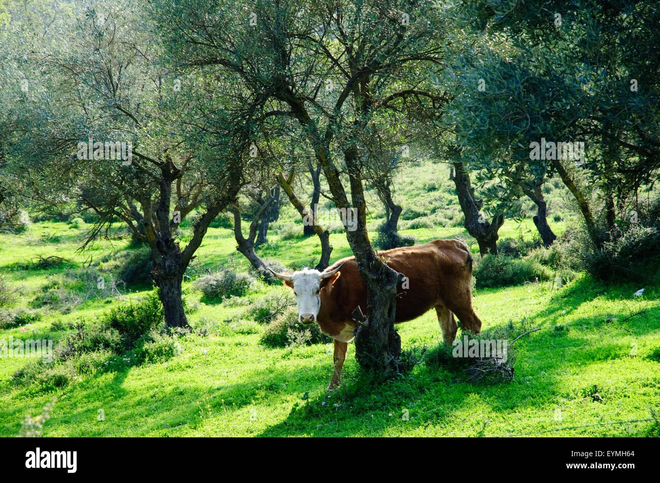 Cow, olive tree, scenery to the west of the Sea of Galilee at ...