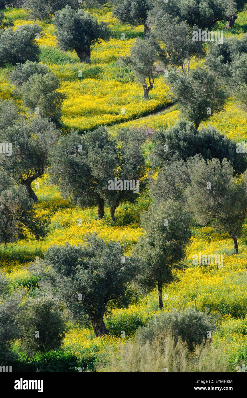 Olive grove, En Hod, Mount Carmel, Israel Stock Photo - Alamy