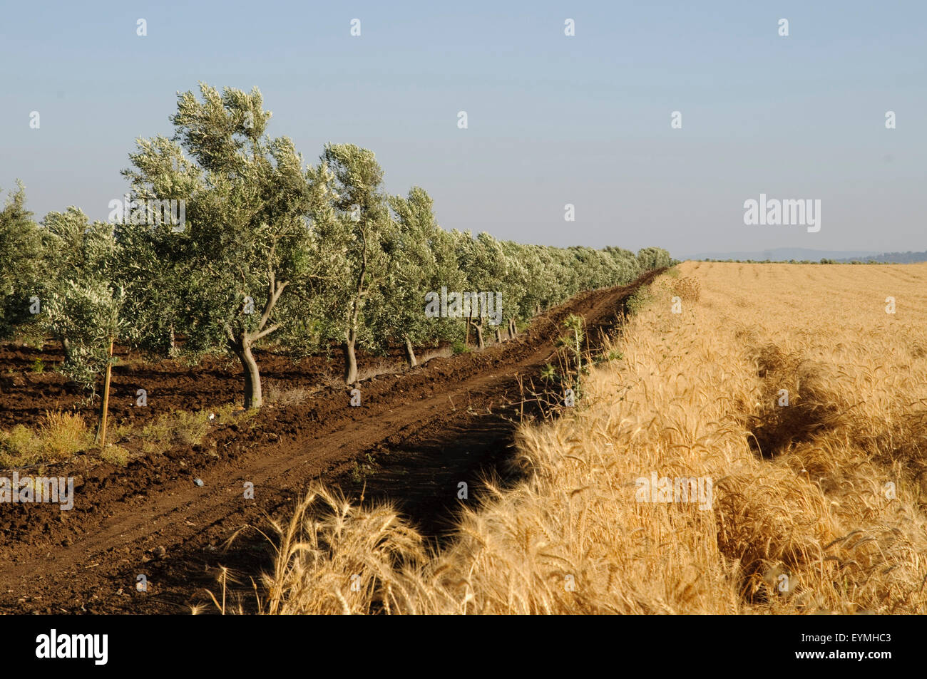 Grain field and olive grove, scenery in Galilee, Israel Stock Photo - Alamy