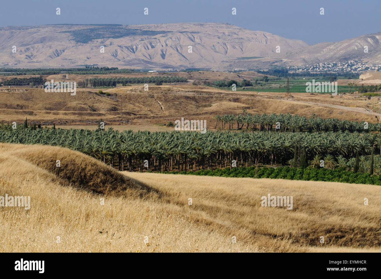 Date tree hi-res stock photography and images - Alamy