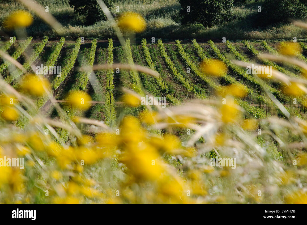 Scenery in the Golan, Mount Bental, vineyard in the crater, Galilee ...