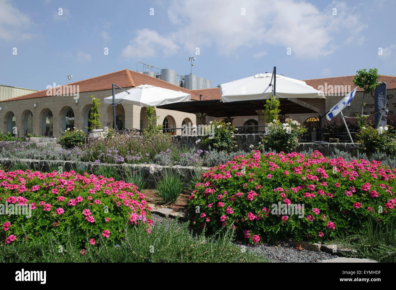 Vineyard Golan Heights Winery, Qazrin, Golan Heights, Galilee, Israel ...