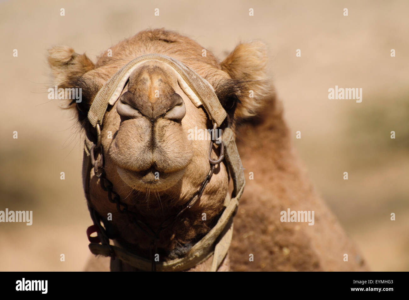 Camel riding israel hi-res stock photography and images - Alamy