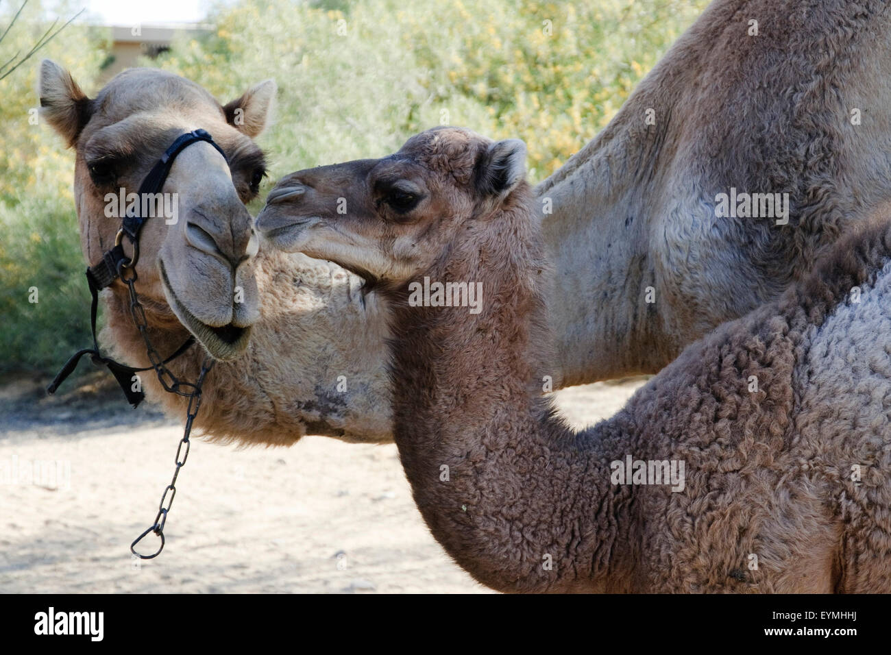 Camel riding israel hi-res stock photography and images - Alamy