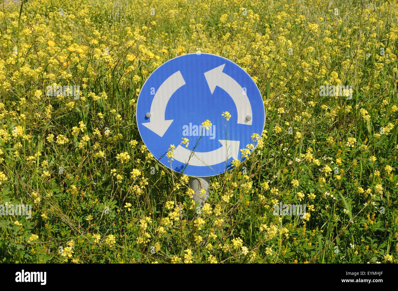 roundabout traffic sign in flower meadow, Israel Stock Photo - Alamy