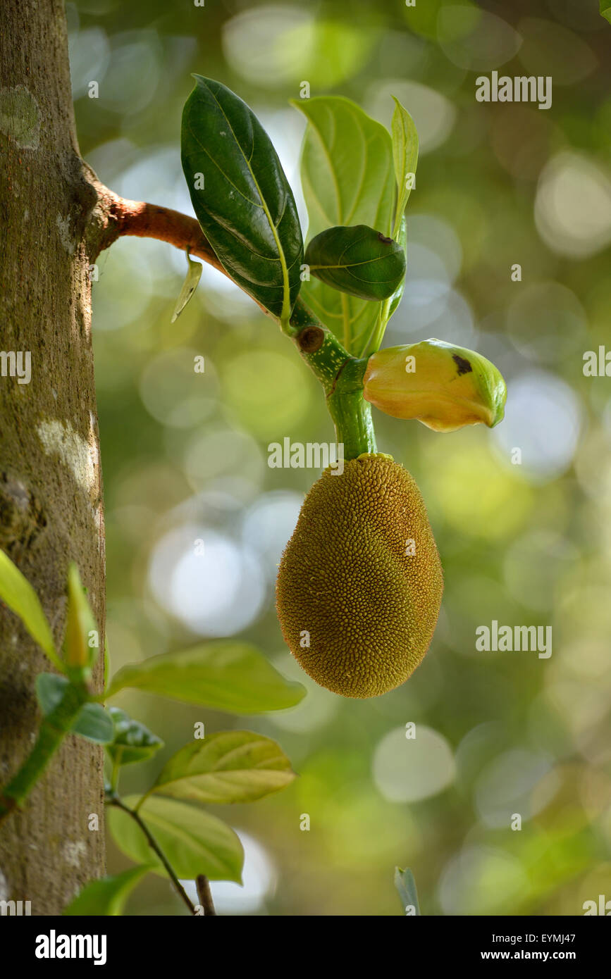 Tree, Jackfruit, Munshiganji, Bangladesh, Asia Stock Photo - Alamy