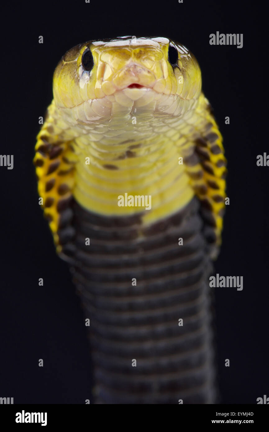 Samar spitting cobra (Naja samarensis Stock Photo - Alamy