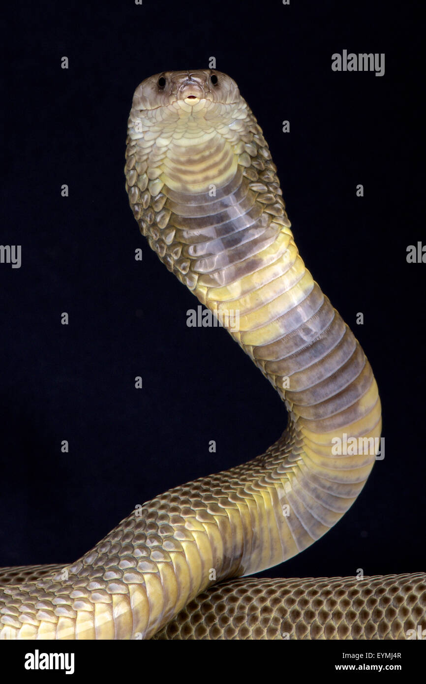 Pakistan and russia hi-res stock photography and images - Alamy