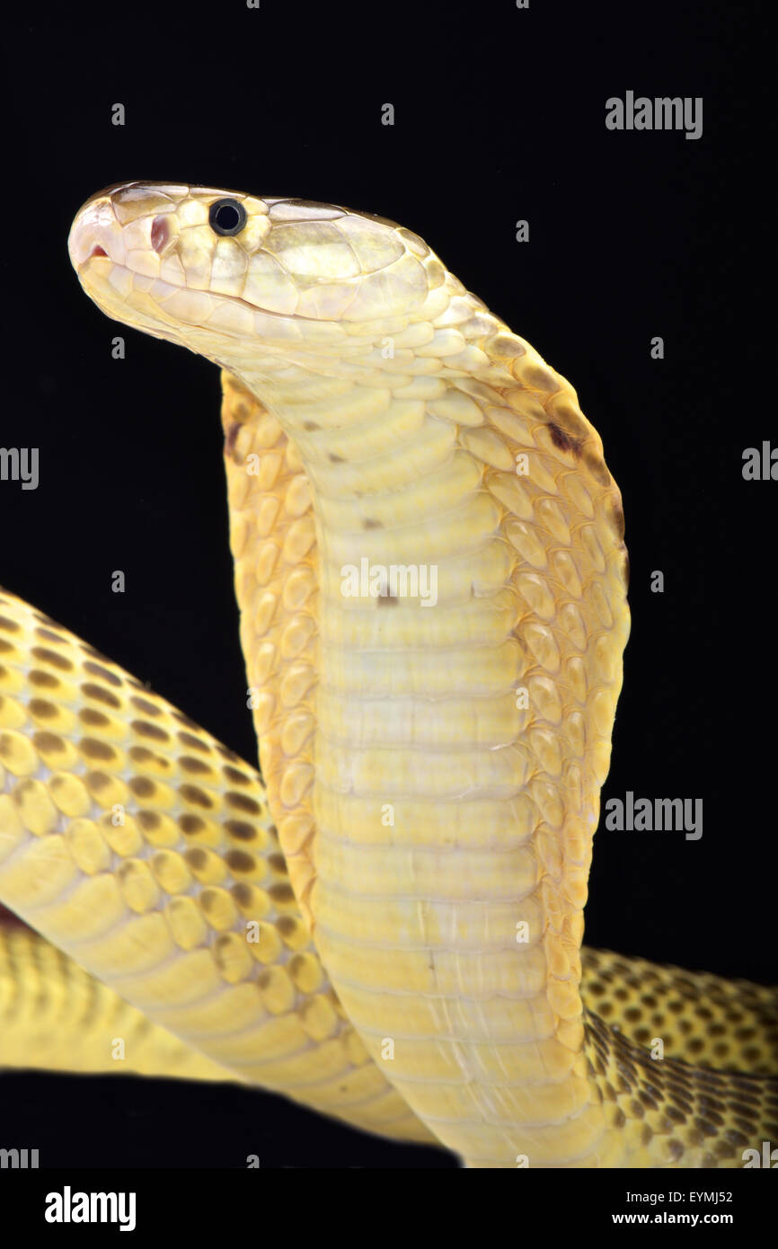 Sumatran spitting cobra naja sumatrana hi-res stock photography and images - Alamy