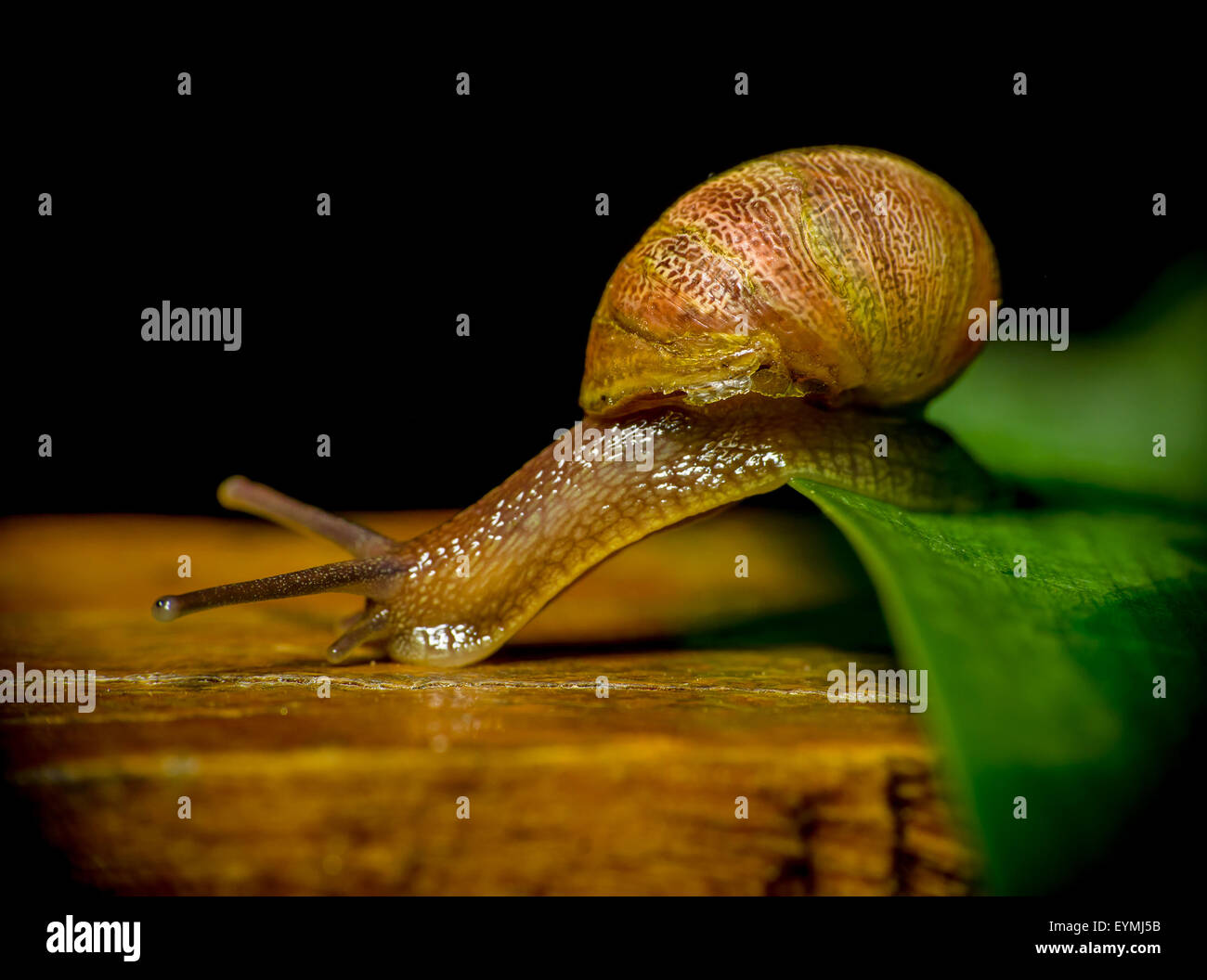 snail in nature moving from plant to tree surface Stock Photo - Alamy